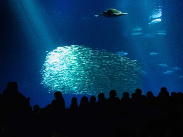 Monterey 3-day itinerary: How to spend 3 days in Monterey, California ...