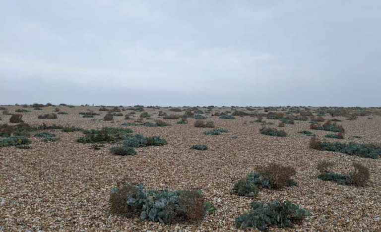 Reasons to visit Dungeness, Kent - Chimptrips