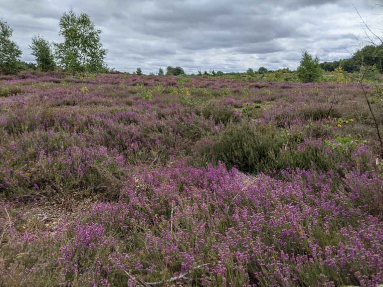 9 great days out in Norfolk with kids - Chimptrips