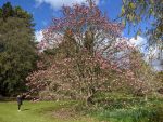 A family visit to Batsford Arboretum, Cotswolds - Chimptrips