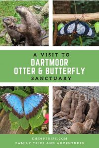 A visit to Dartmoor Otter & Butterfly Sanctuary - Chimptrips