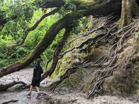 A visit to the Ffynone Waterfall in Pembrokeshire - Chimptrips