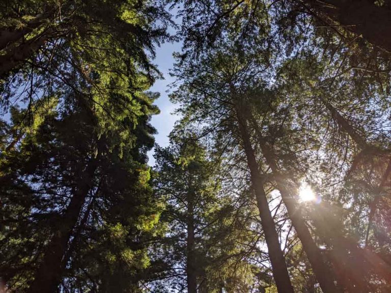 30 unmissable things to do in the New Forest - Chimptrips