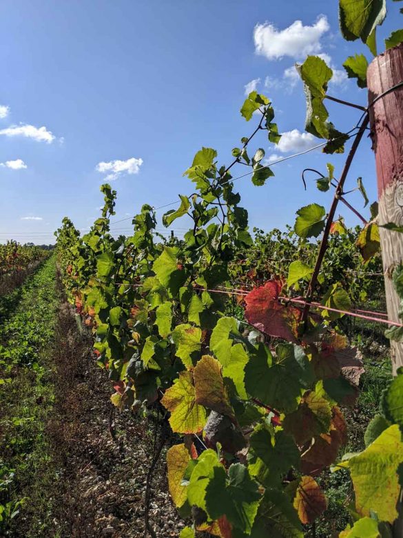 A circular walk on the Halnaker Windmill Trail - Chimptrips