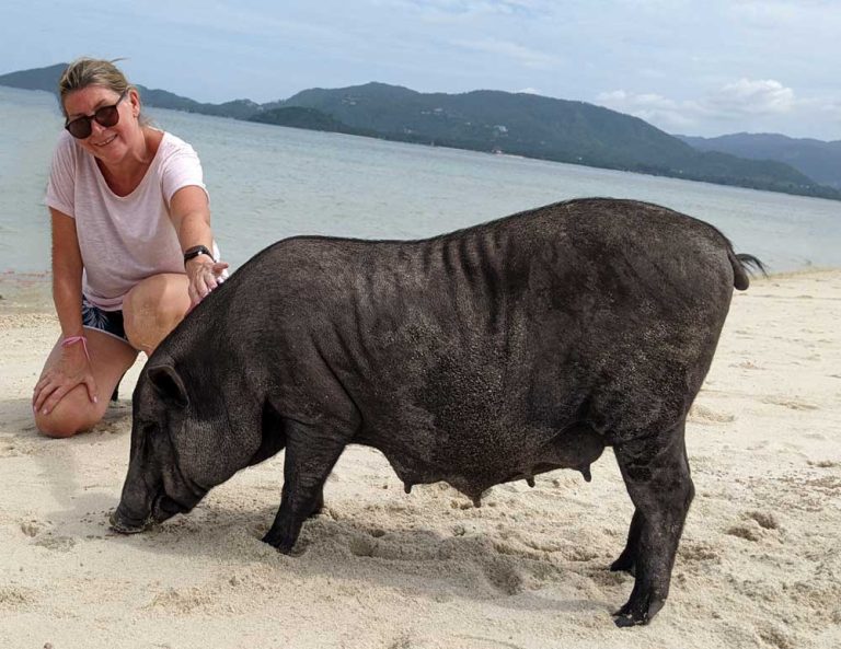 A visit to Pig Island, Koh Samui - Chimptrips