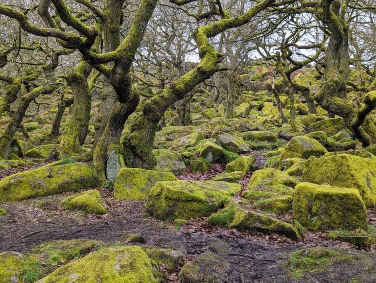 A walk to the mystical Padley Gorge in the Peak District - Chimptrips